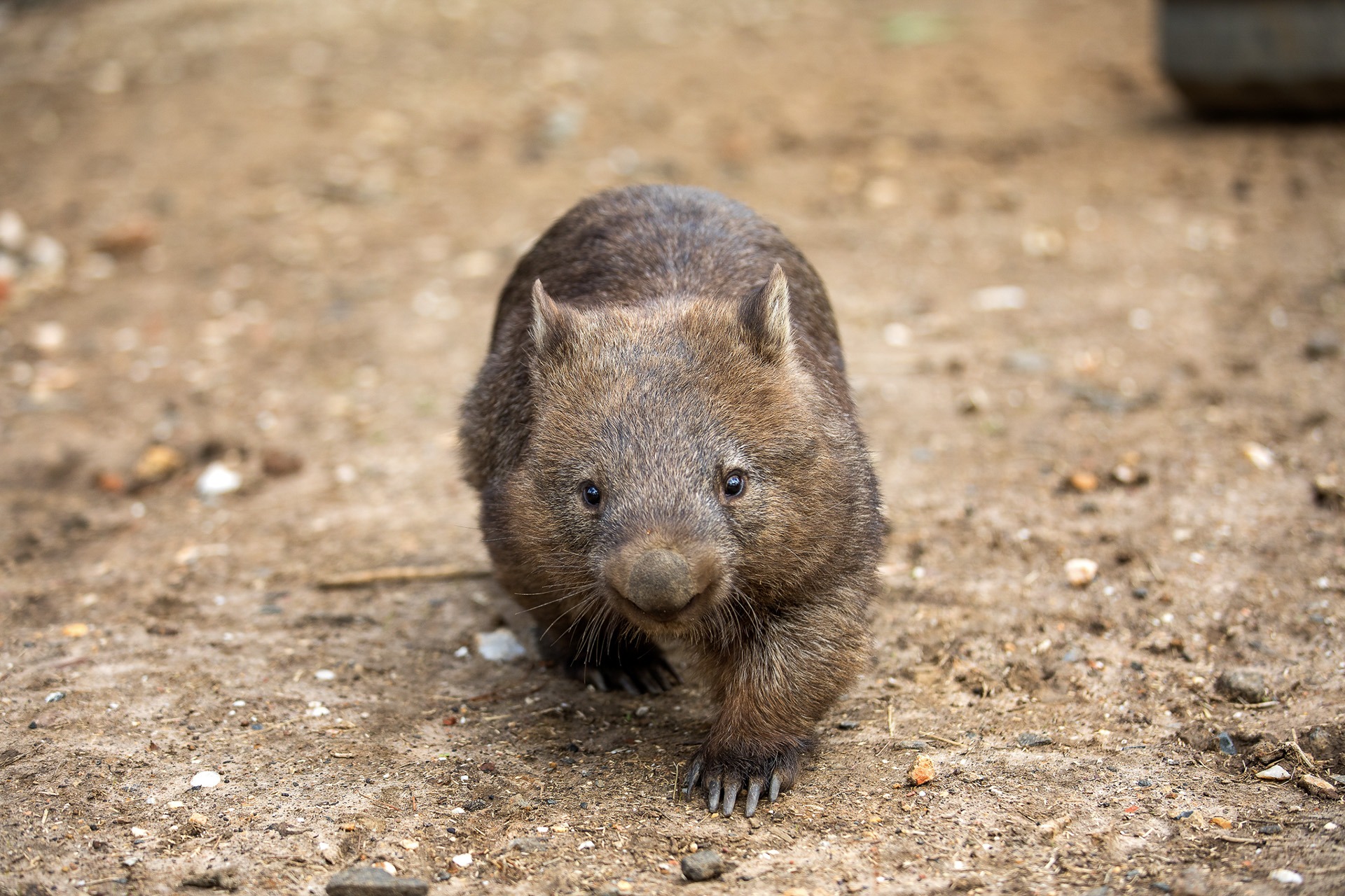 Cassowary – Ballarat Wildlife Park
