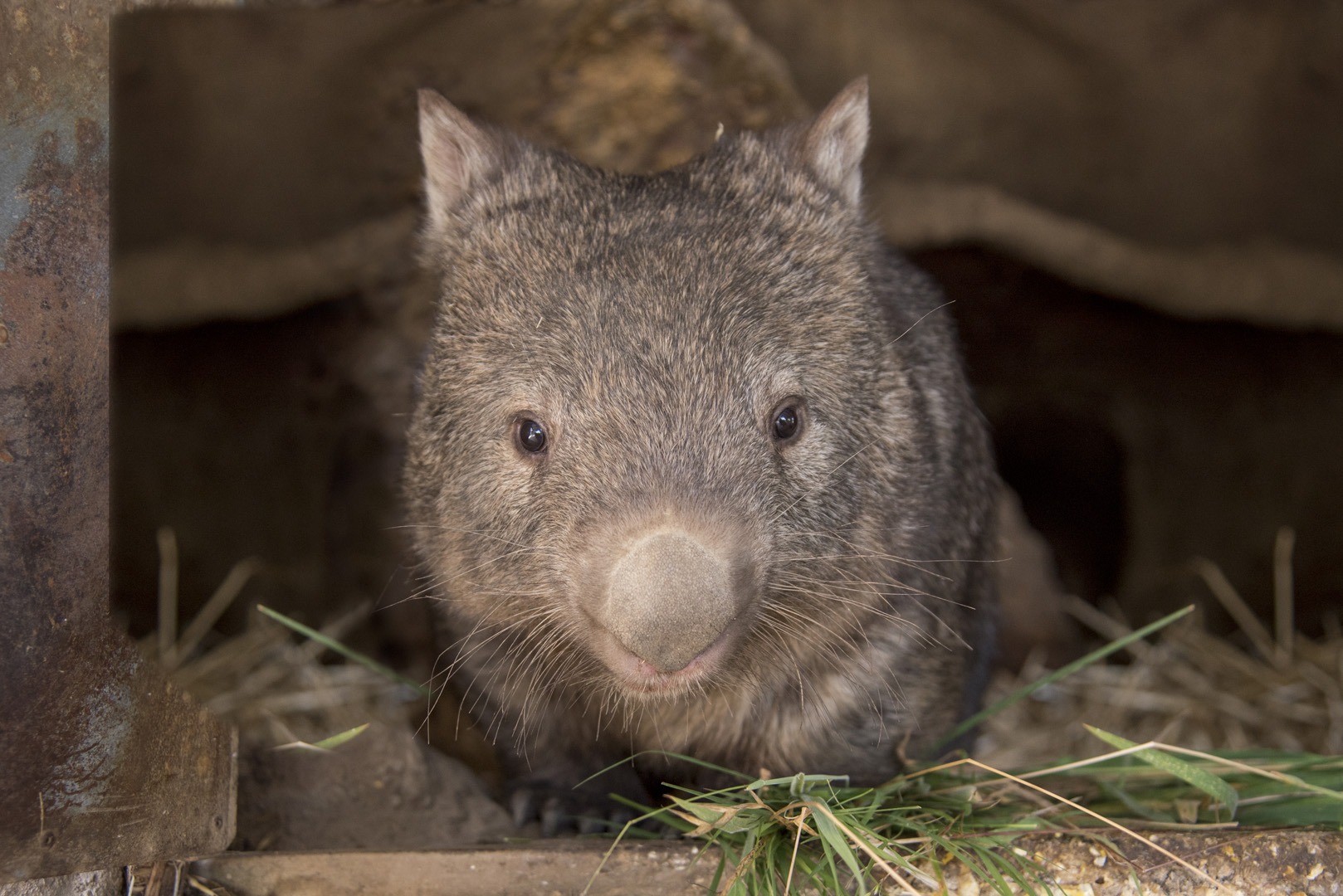 Plan Your Visit - Ballarat Wildlife Park