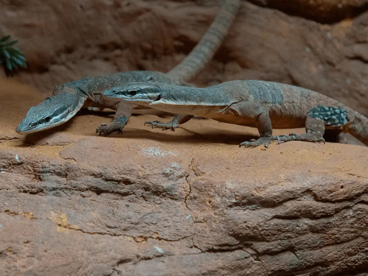 Kimberly Rock Monitor – Ballarat Wildlife Park