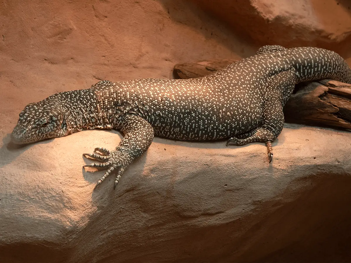Mangrove Monitor – Ballarat Wildlife Park