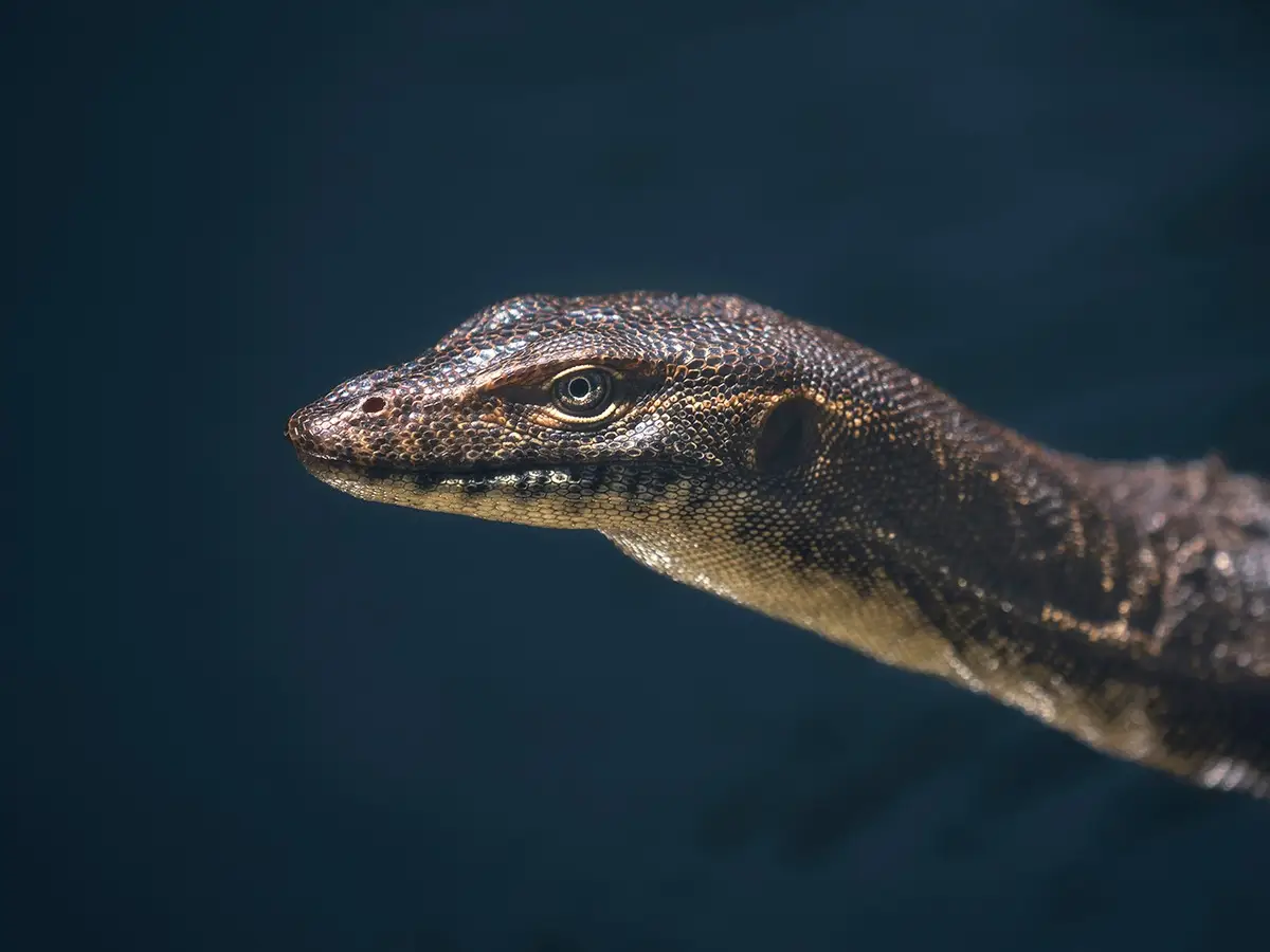 Mertens’ Water Monitor – Ballarat Wildlife Park