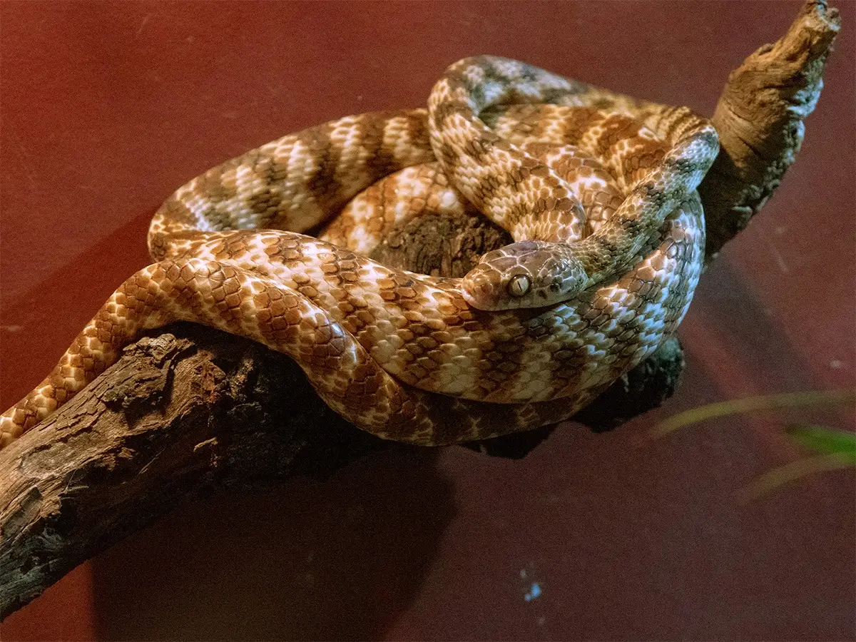 Brown Tree Snake – Ballarat Wildlife Park