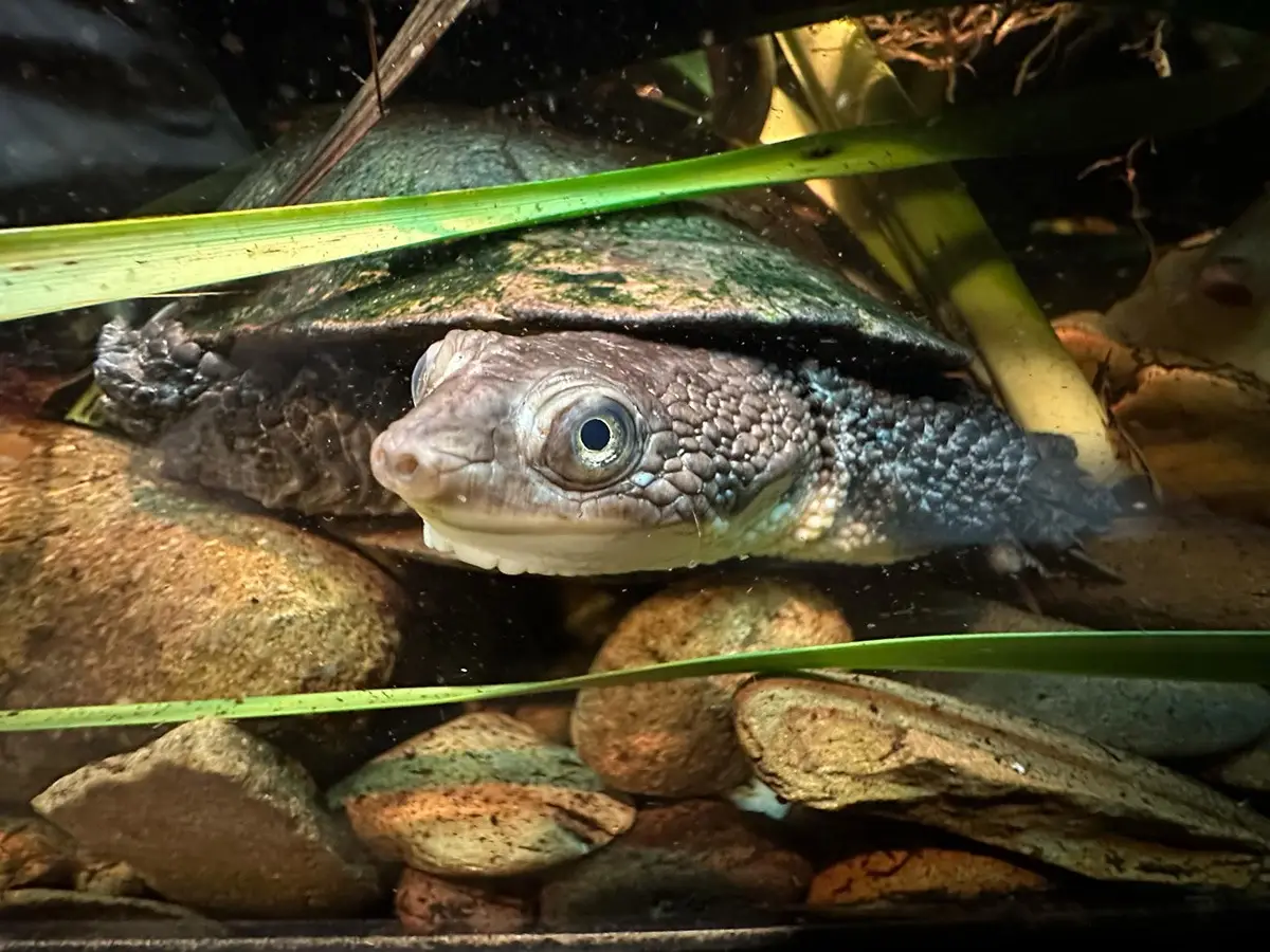 Eastern Long Neck Turtle – Ballarat Wildlife Park