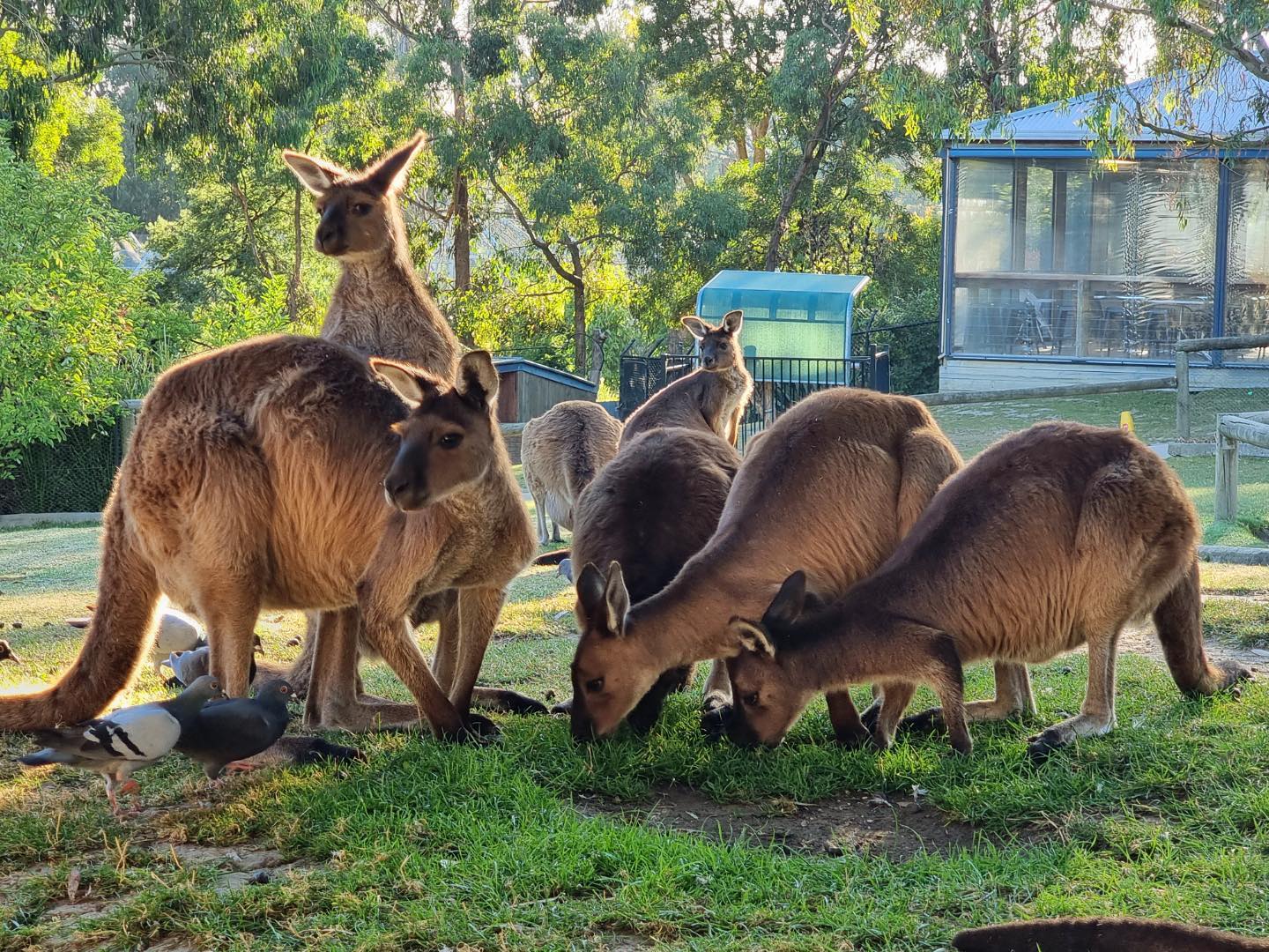 Plan Your Visit - Ballarat Wildlife Park